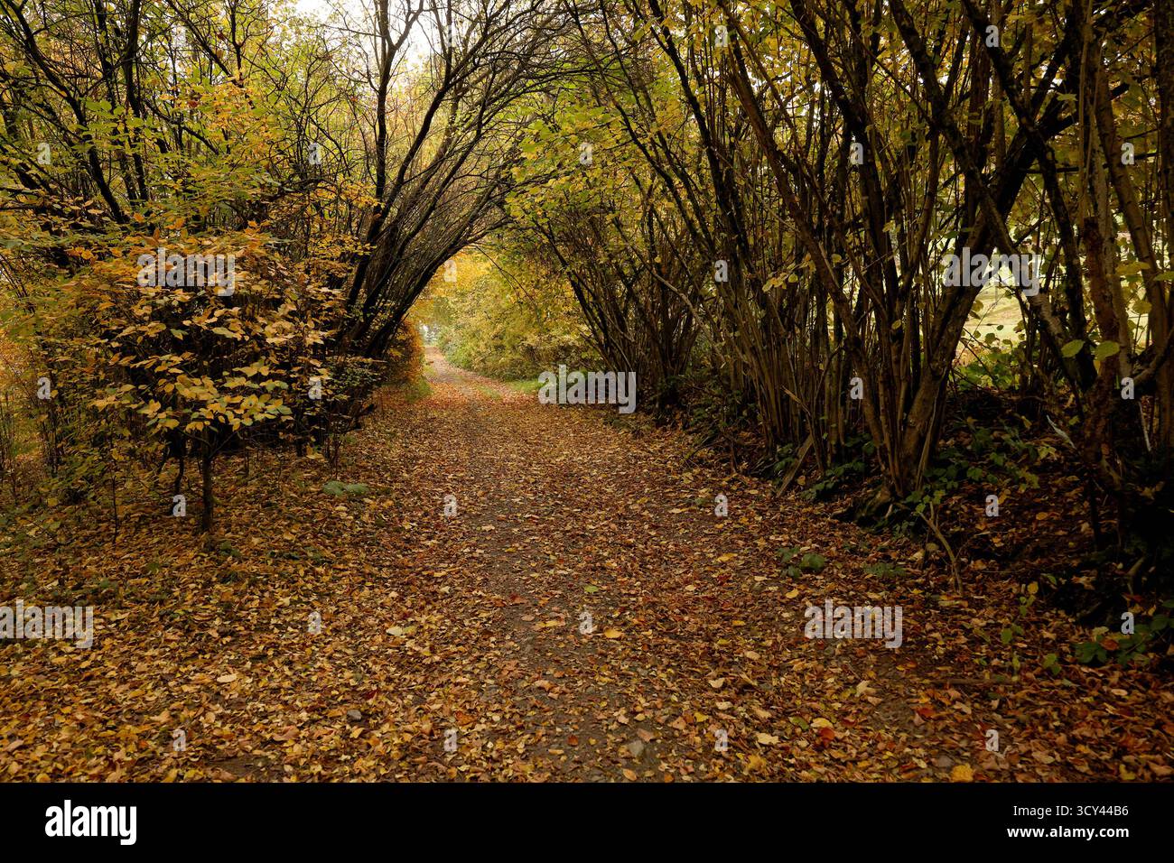 Herbst im Siegerland. Die Blaetter Blätter an den Baeumen Bäumen wie ...