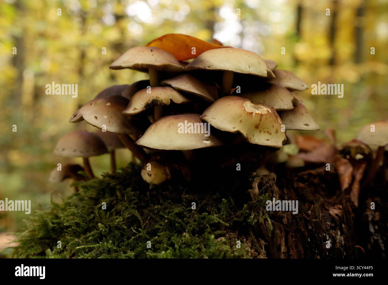 Pilze Im Herbst