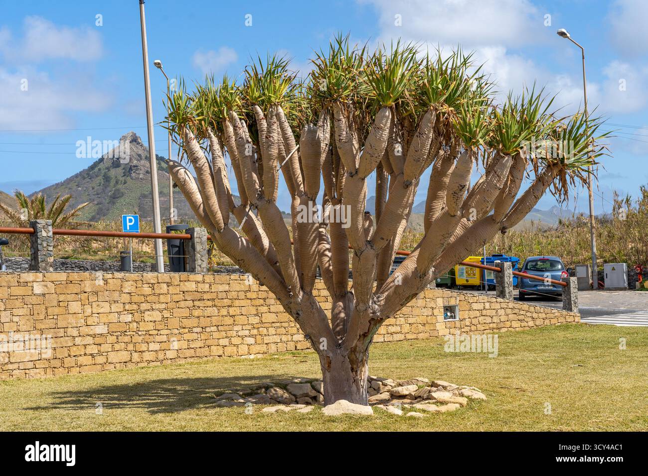Porto Santo, Madeira, Portugal - 03.24.2025: Dragon Tree (Dracaena ...