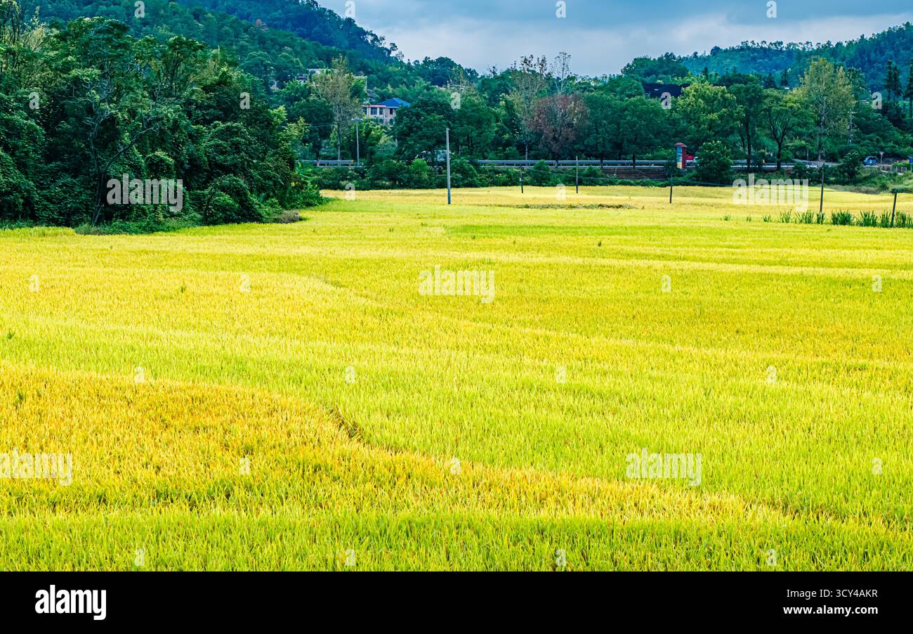 Aerial photo shows the golden rice field in Ganzhou City, east China's ...