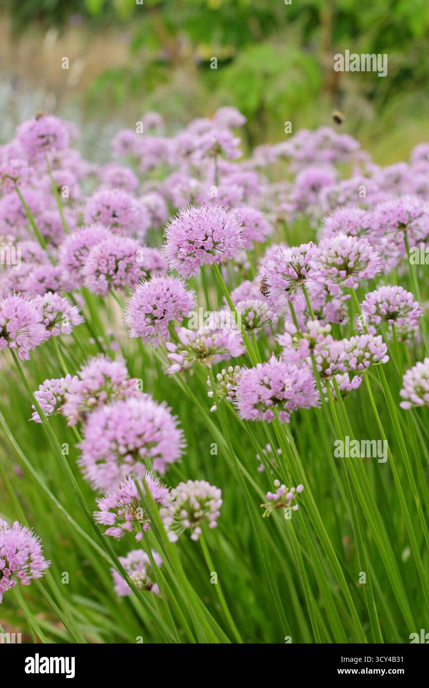 Allium millennium garden hi-res stock photography and images - Alamy