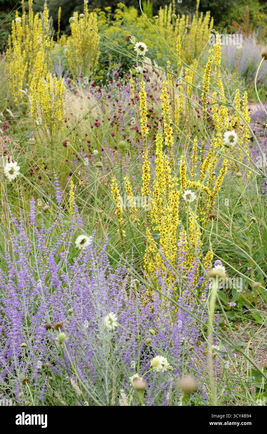 Verbascum nigrum, Perovskia, Cephalaria gigantea Giant scabious ...