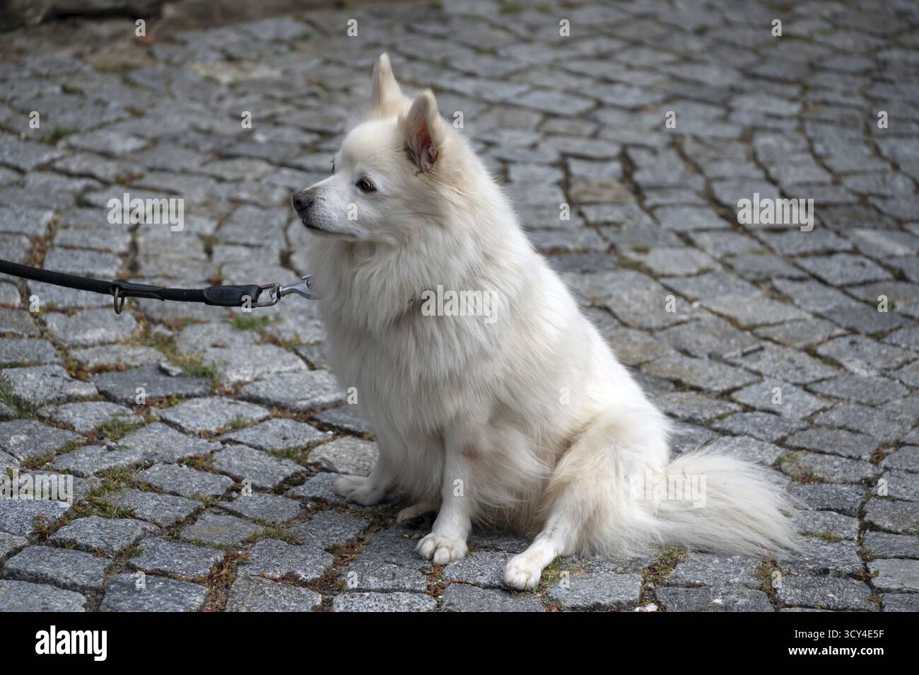 Dog, Pygmy Spitz (Pomeranian) on a leash, Bavaria, Germany Stock Photo ...