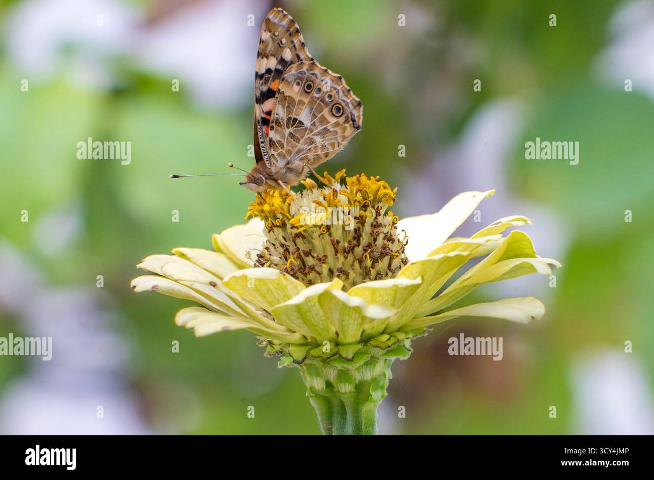 Malomirovo Bulgaria; 17th October 2025; Warm October day insects making ...