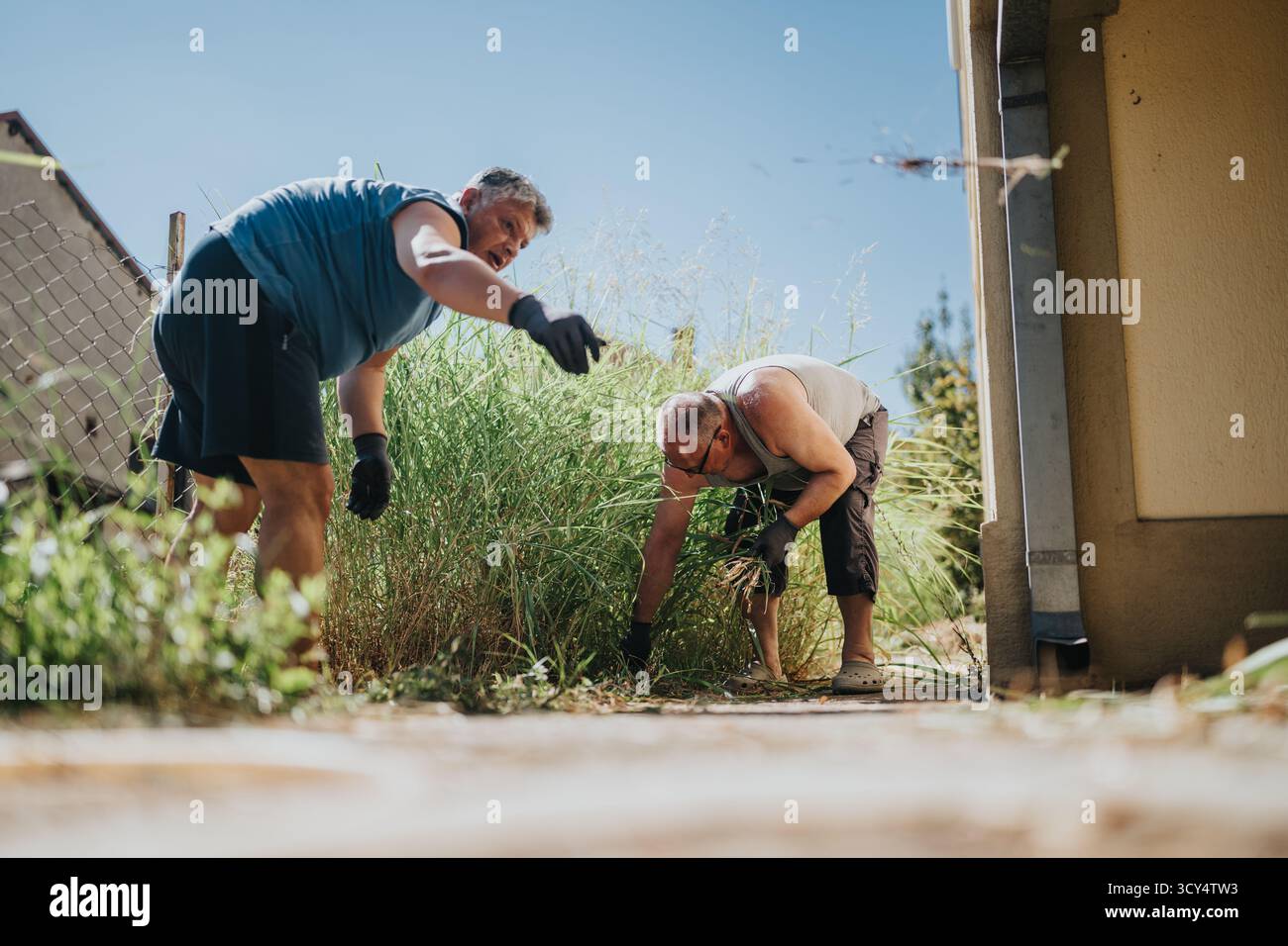 Two men clearing tall grass in a sunny backyard garden near a house ...