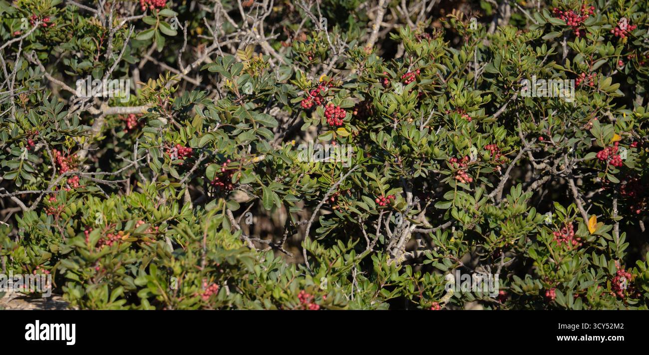 Masticplant hi-res stock photography and images - Alamy
