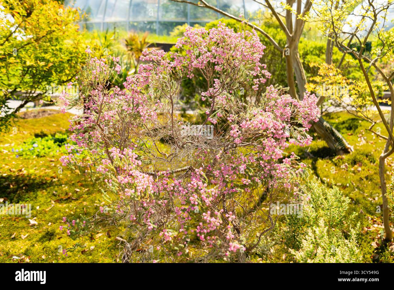 Zurich, Switzerland, May 1, 2025 Erica Baccans or berry heath plant at ...
