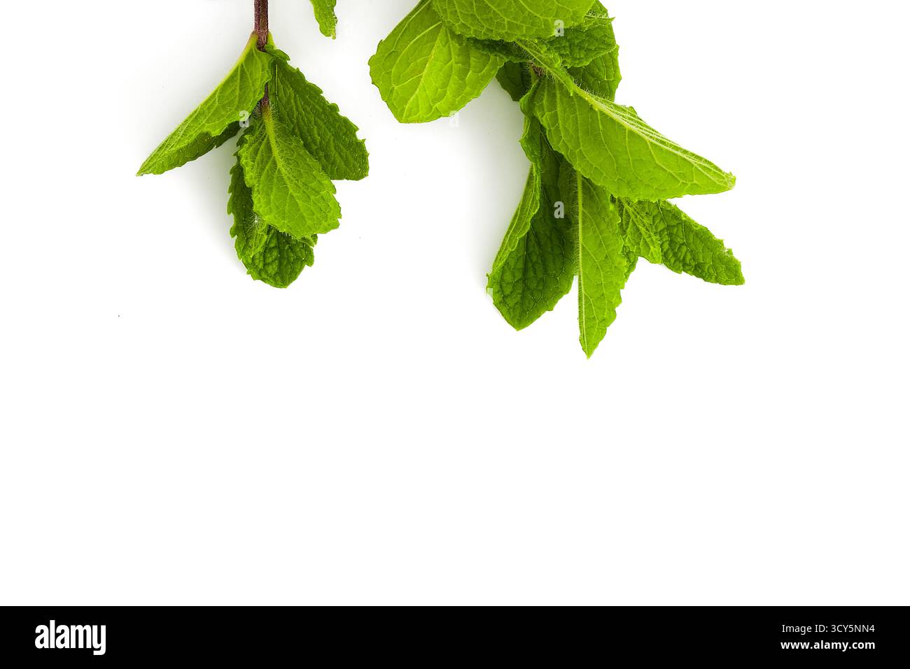 Green peppermint branches featuring fleshy, crisp leaves in sharp ...