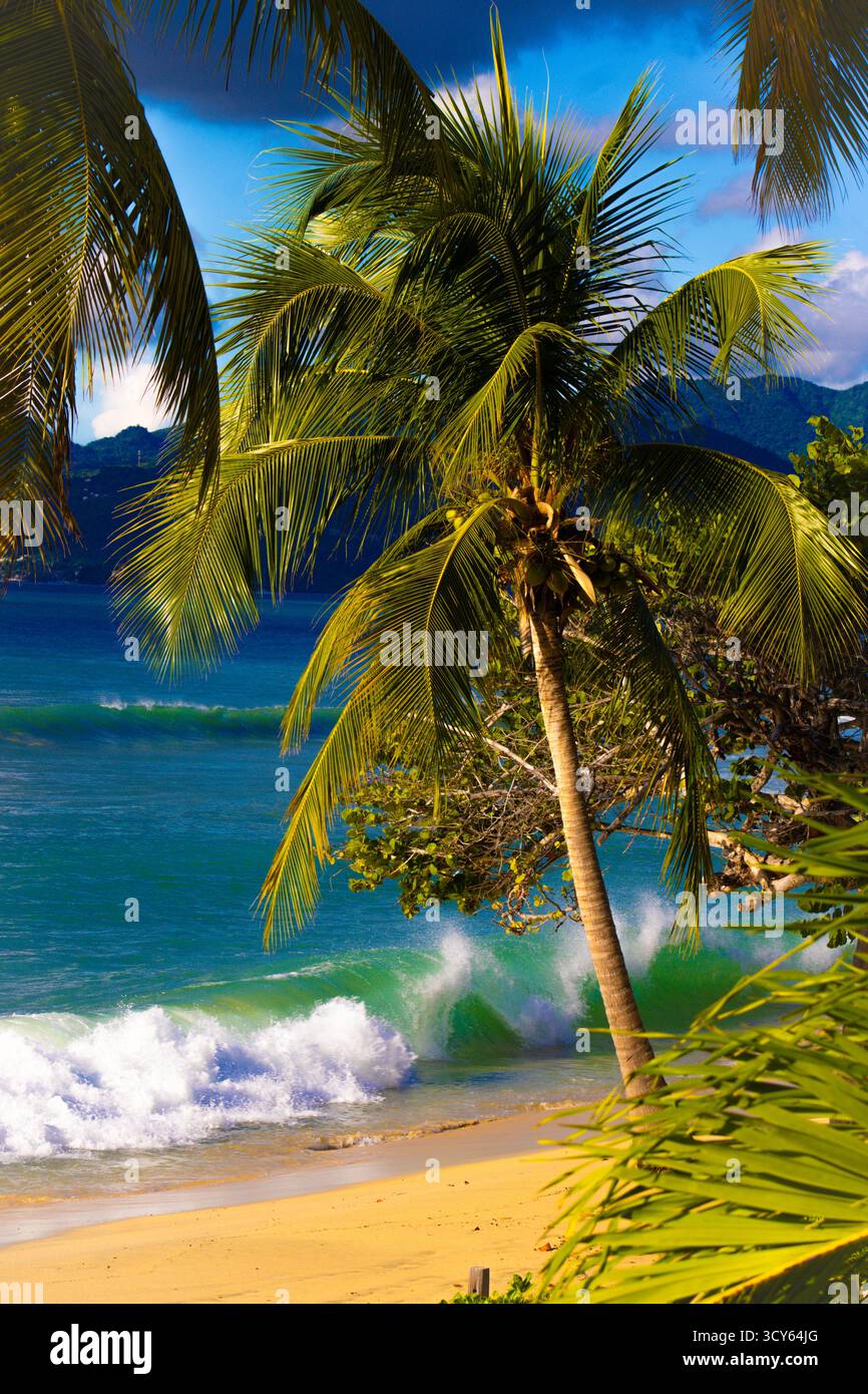 Waves crashing beneath a coconut tree at Magazine Beach Stock Photo - Alamy