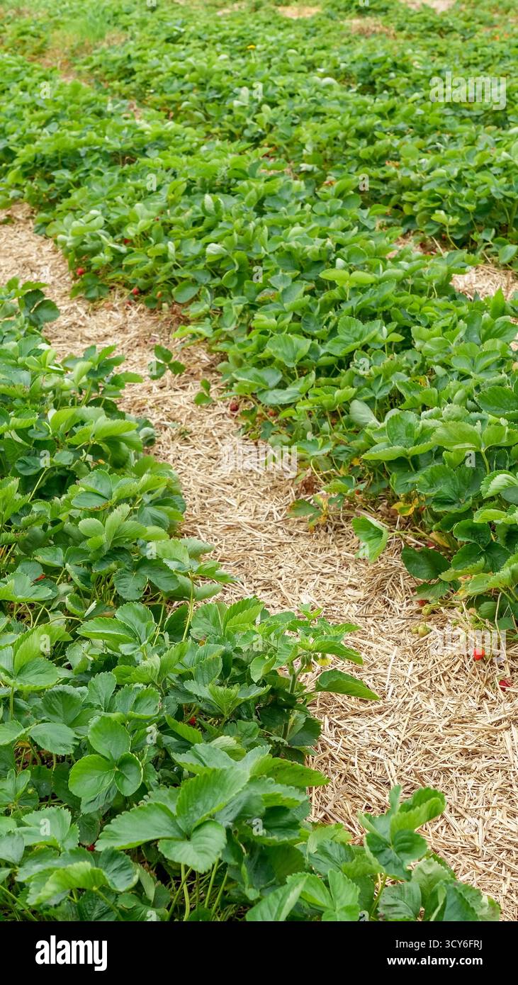 Ripe strawberries thriving in hi-res stock photography and images - Alamy