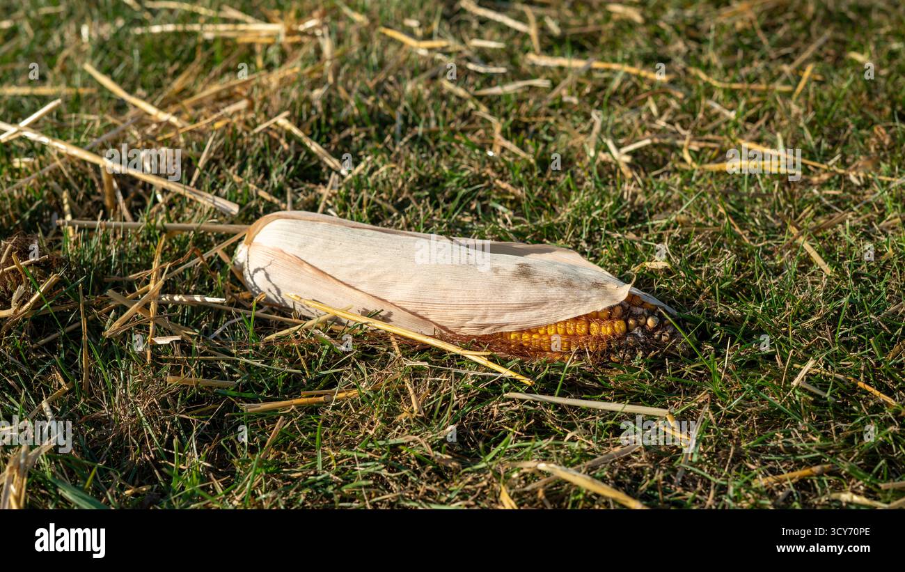 Decaying corn husk hi-res stock photography and images - Alamy