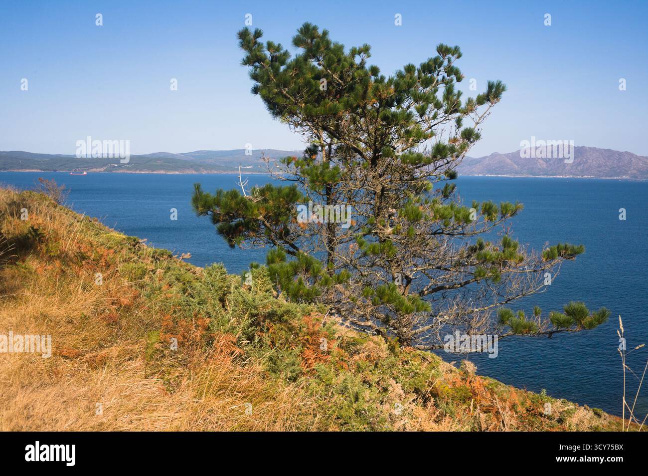 Lone fir tree rising above bracken and grasses at Cape Finisterre ...