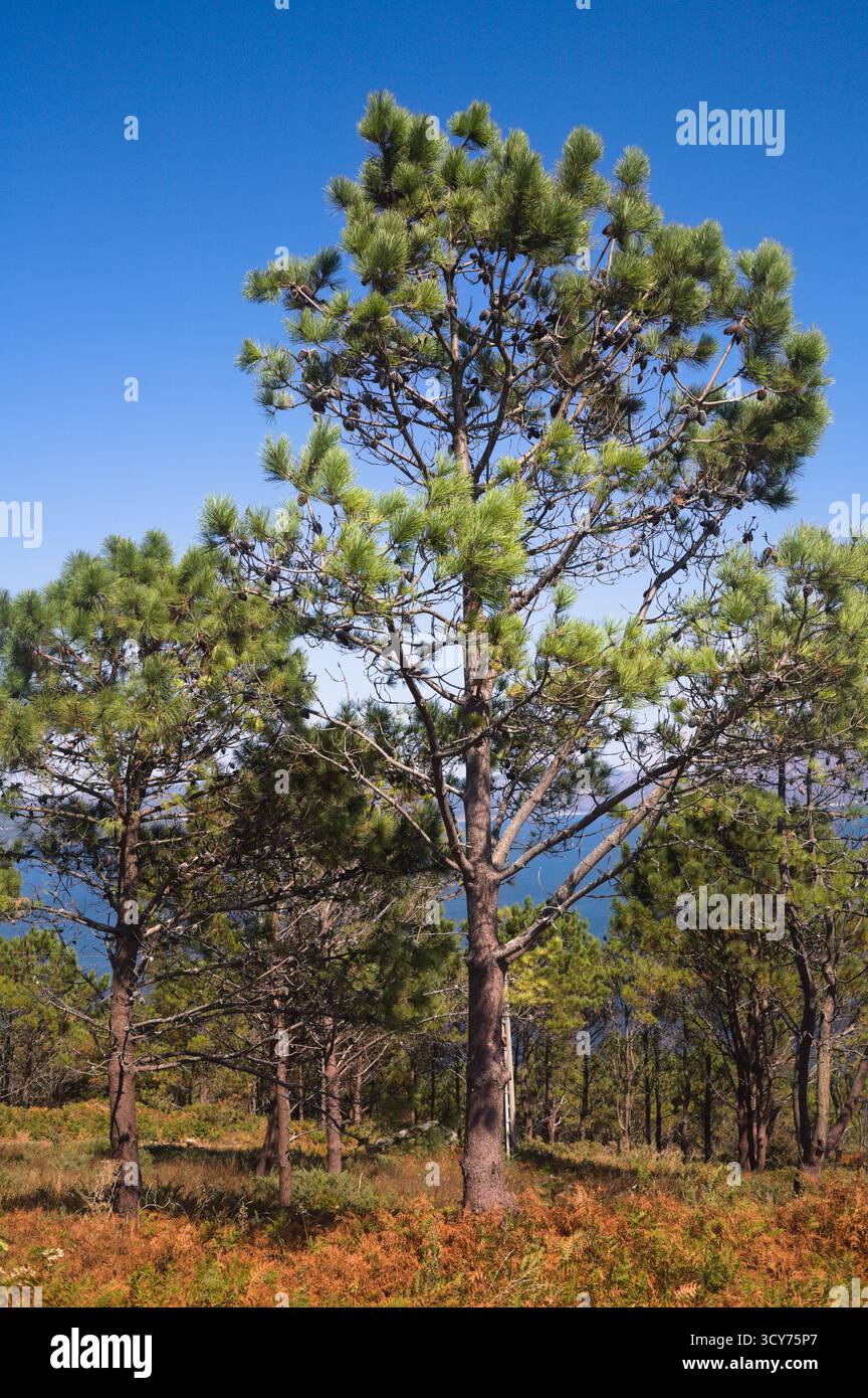 Trees at cape finisterre hi-res stock photography and images - Alamy