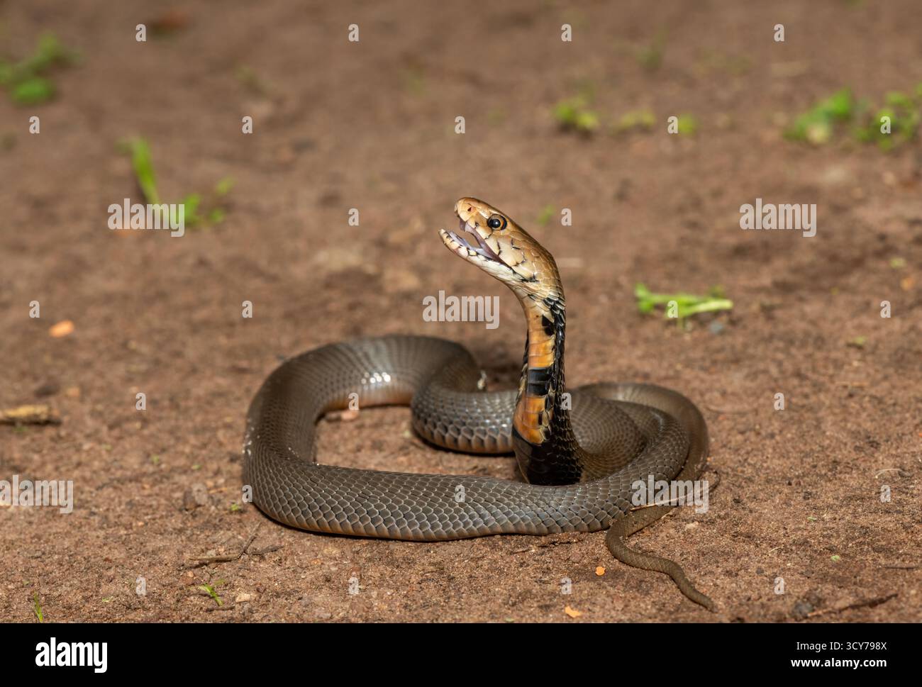 The feared Mozambique Spitting Cobra (Naja mossambica) prepared to spit ...