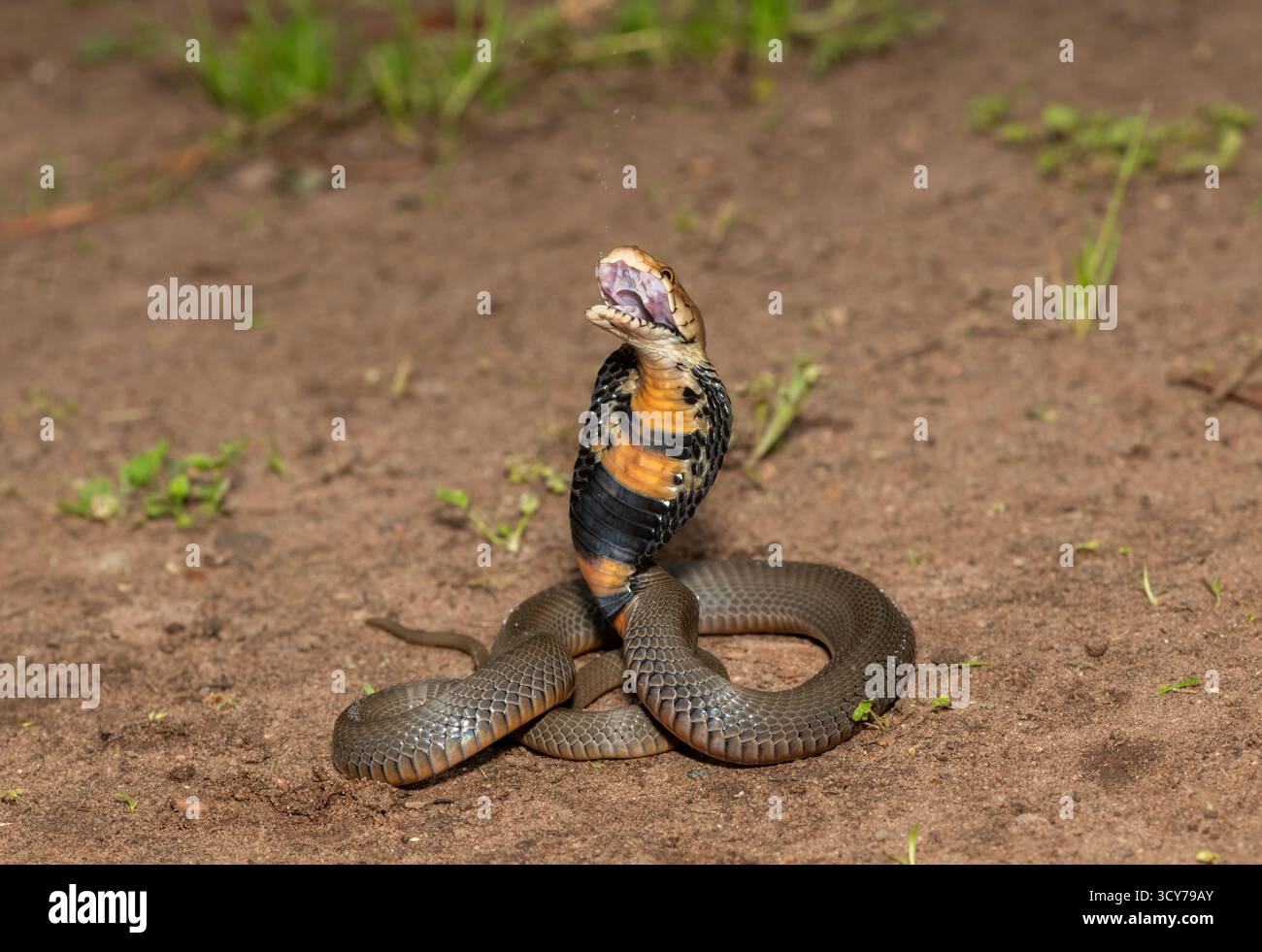 The feared Mozambique Spitting Cobra (Naja mossambica) spitting its ...