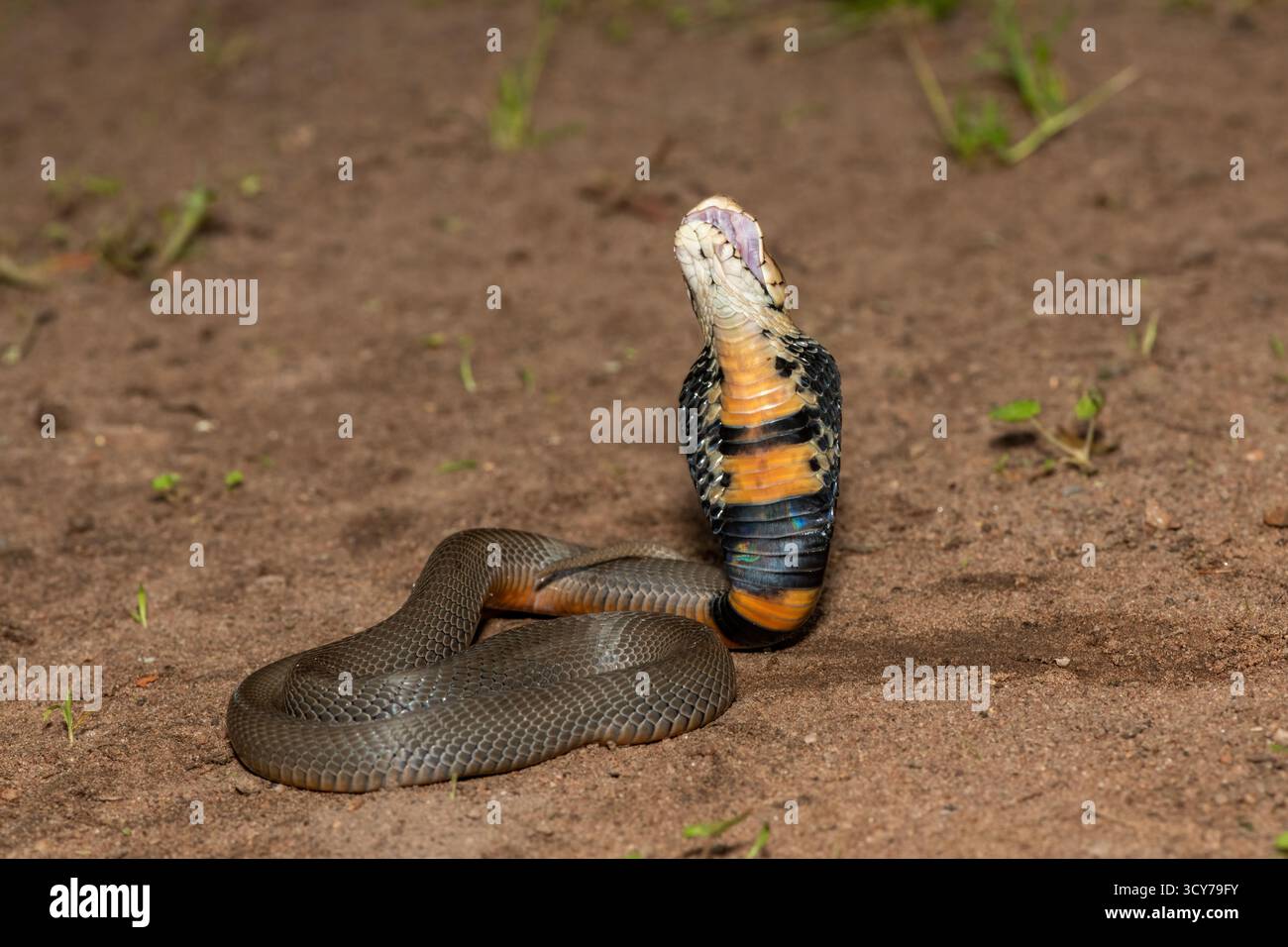 The feared Mozambique Spitting Cobra (Naja mossambica) spitting its ...