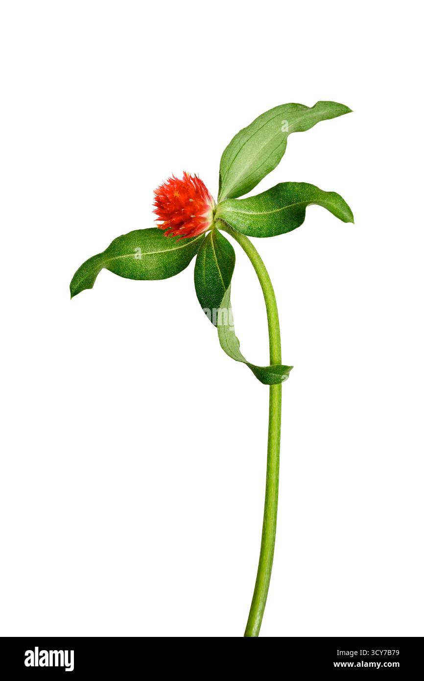 Bright red gomphrena flower (Gomphrena globosa, globe amaranth) with ...
