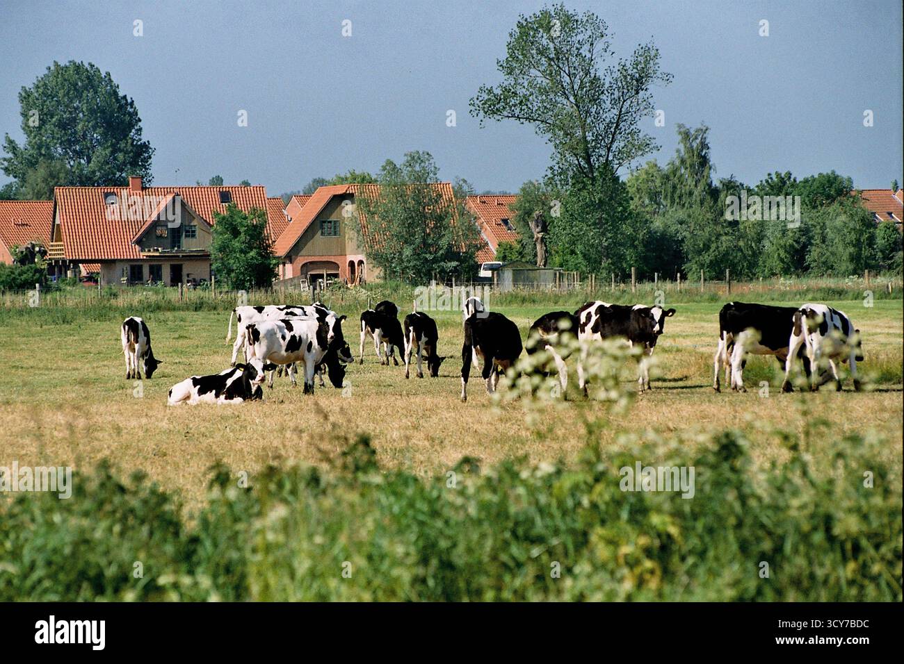 Jutland / Denmark/10 June 2004/Danish rular are country side and ...
