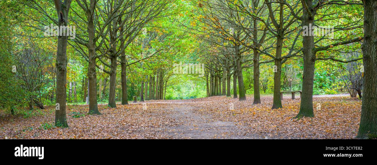 Panorama tree avenue in hi-res stock photography and images - Alamy