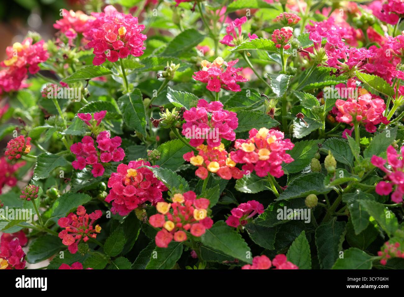 Fuchsia pink yellow Lantana camara, also known as wild sage, Bandana ...