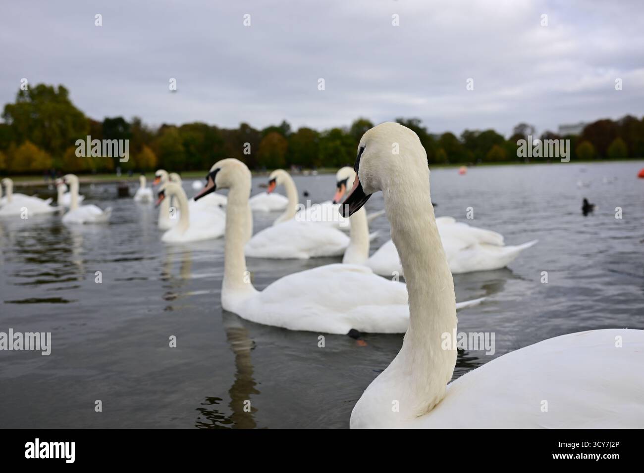 London, United Kingdom, October 9 2025. Swans at the Round Pond in the ...