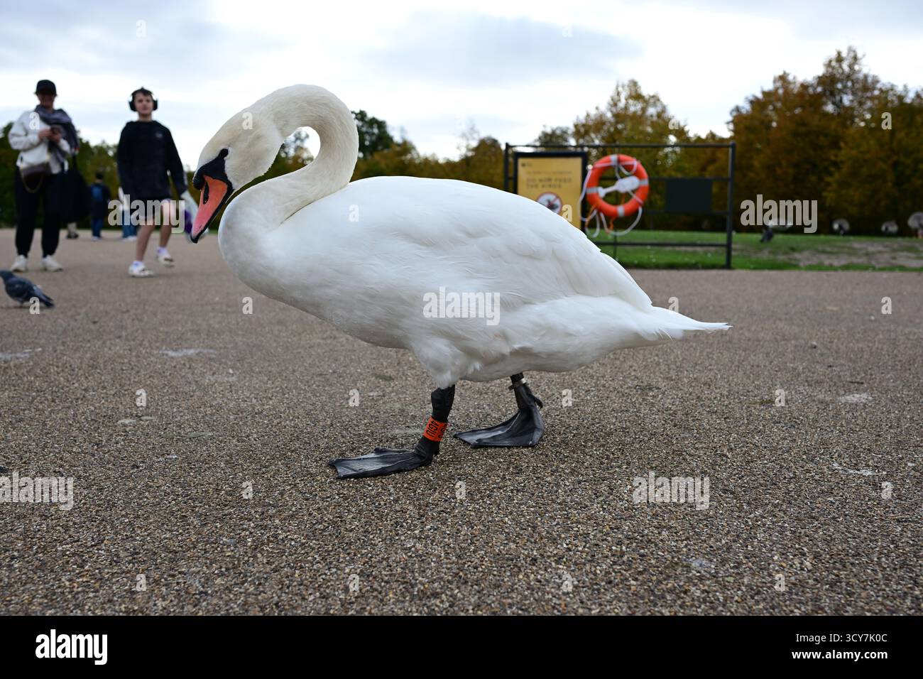 London, United Kingdom, October 9 2025. Swans at the Round Pond in the ...