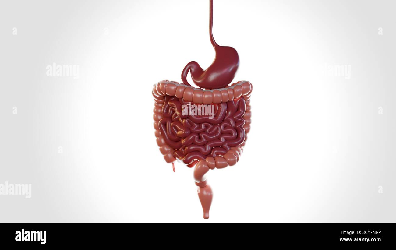 A 3D image of the human digestive system, highlighting the stomach and ...