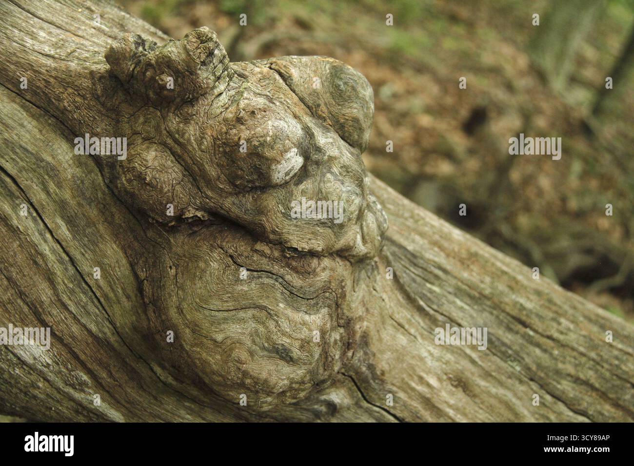 Oddly shaped decaying tree trunk. Close-up to the gnarled wood ...