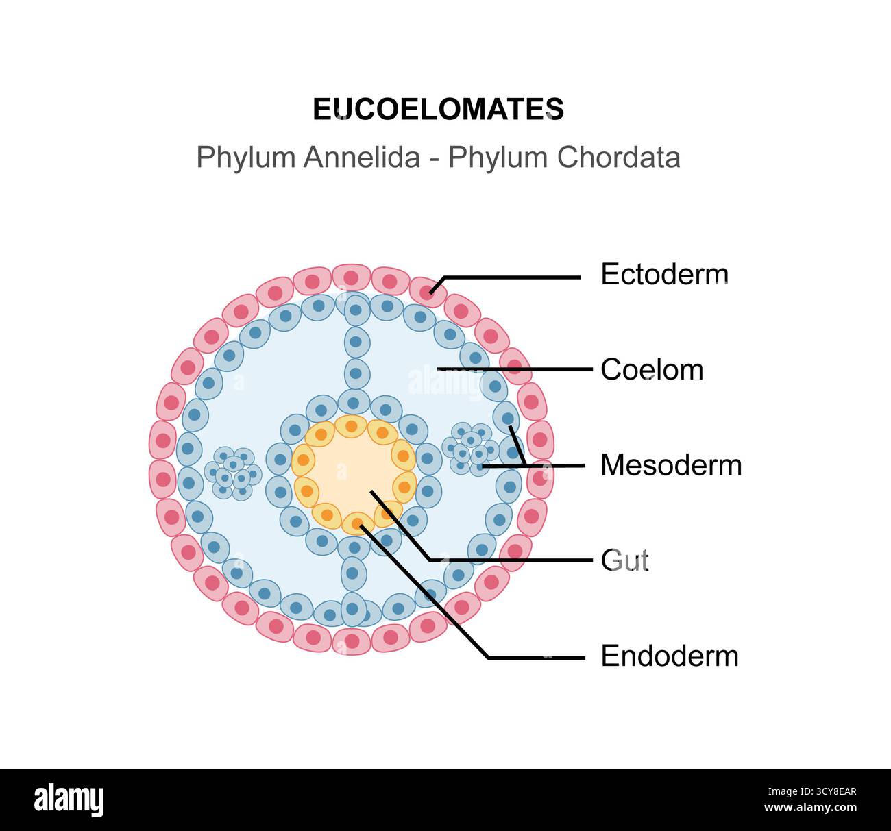 Wall of the digestive tract hi-res stock photography and images - Alamy