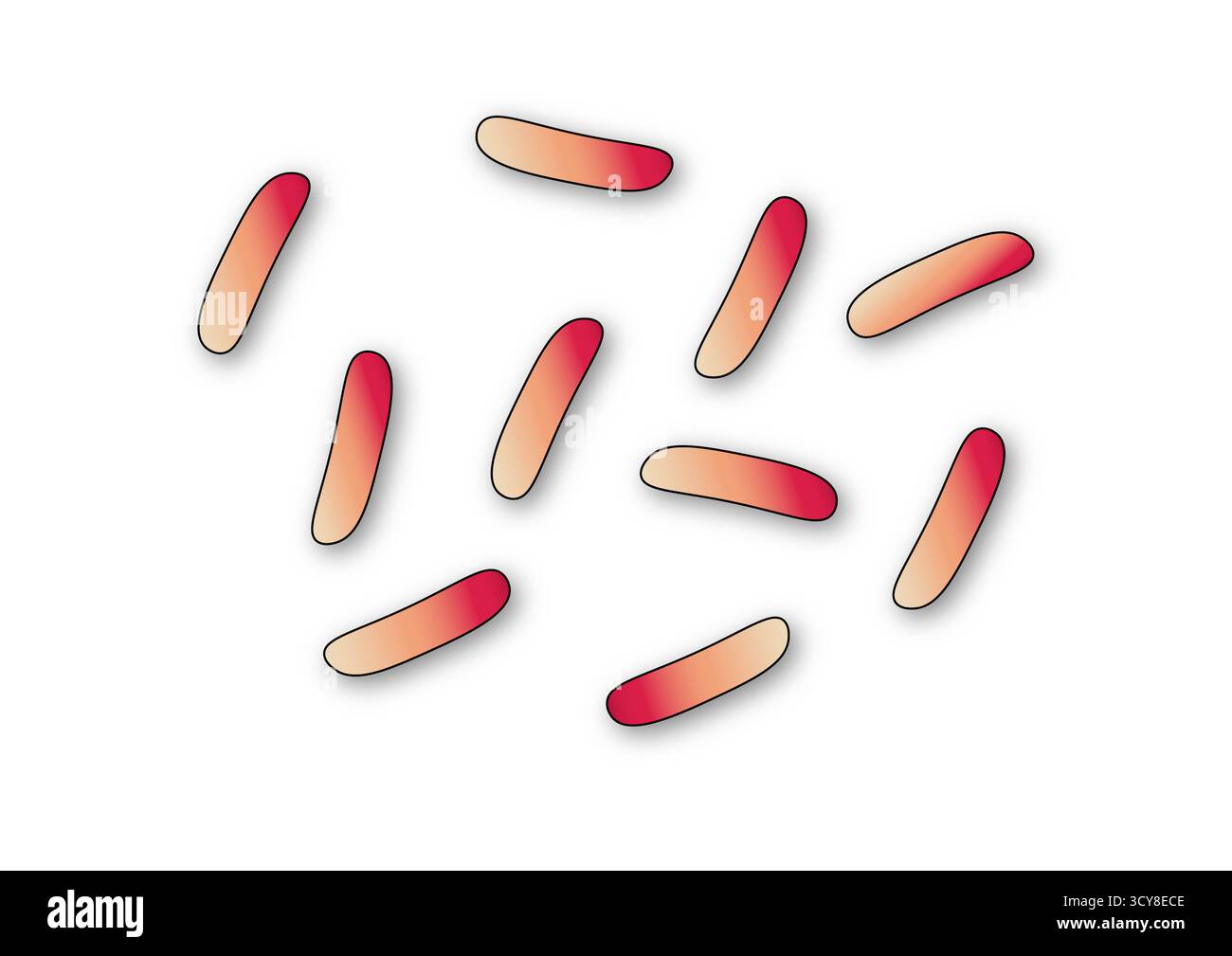 Plants morphology Cut Out Stock Images & Pictures - Alamy