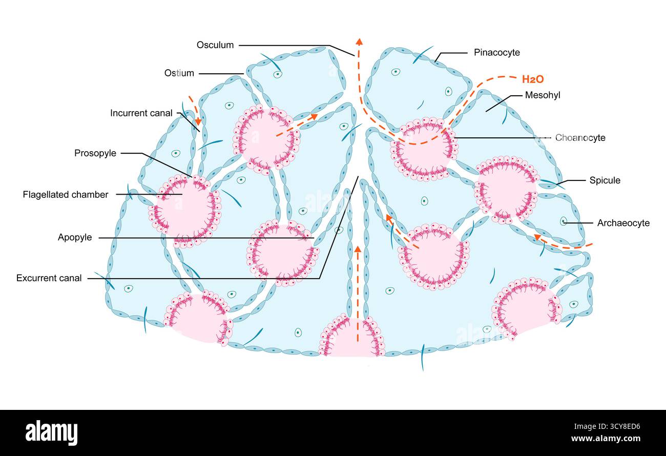 Illustration of the leuconoid canal system of sponges (phylum Porifera ...