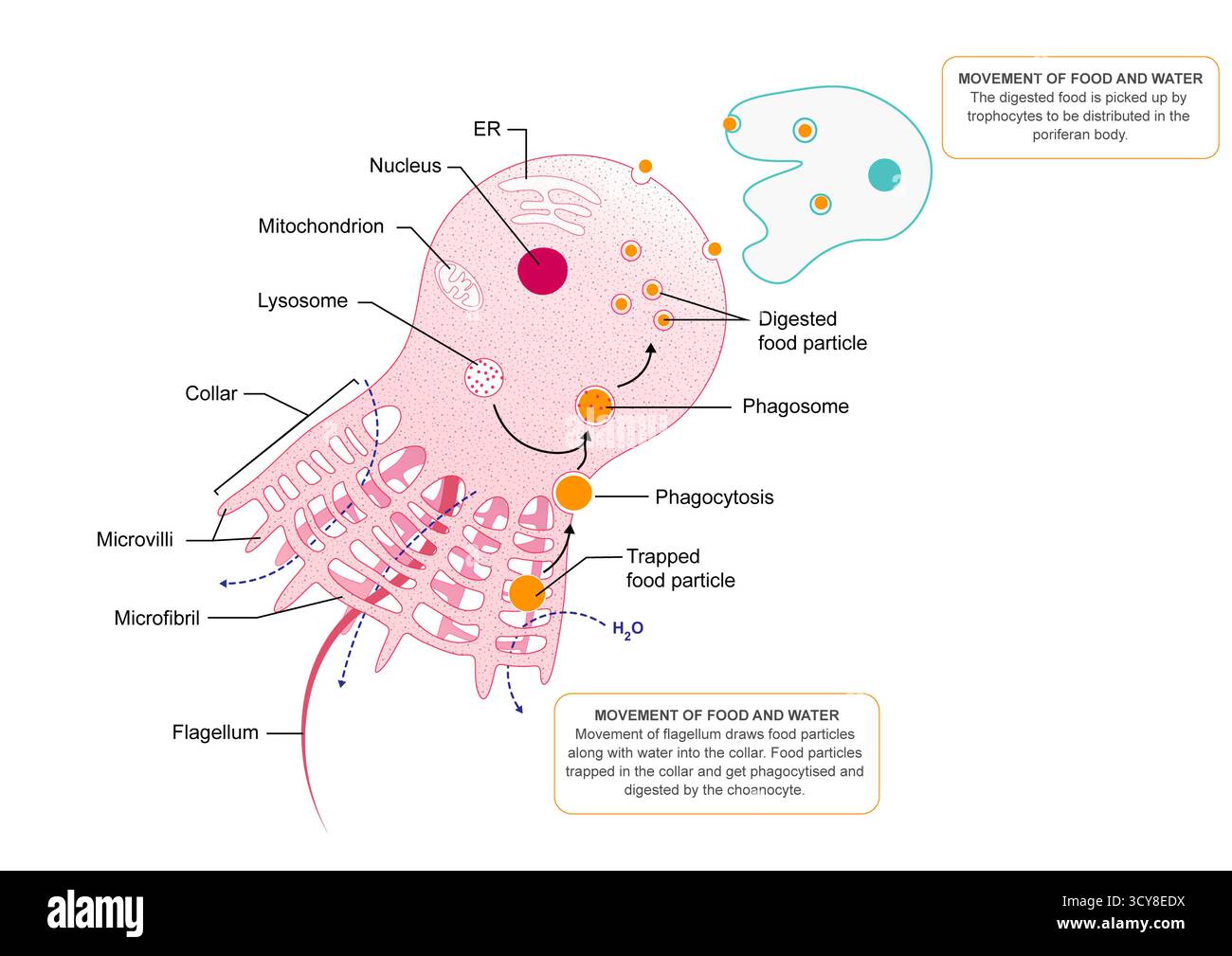 Illustration of digestion in sponges (phylum Porifera). Sponges feed by ...