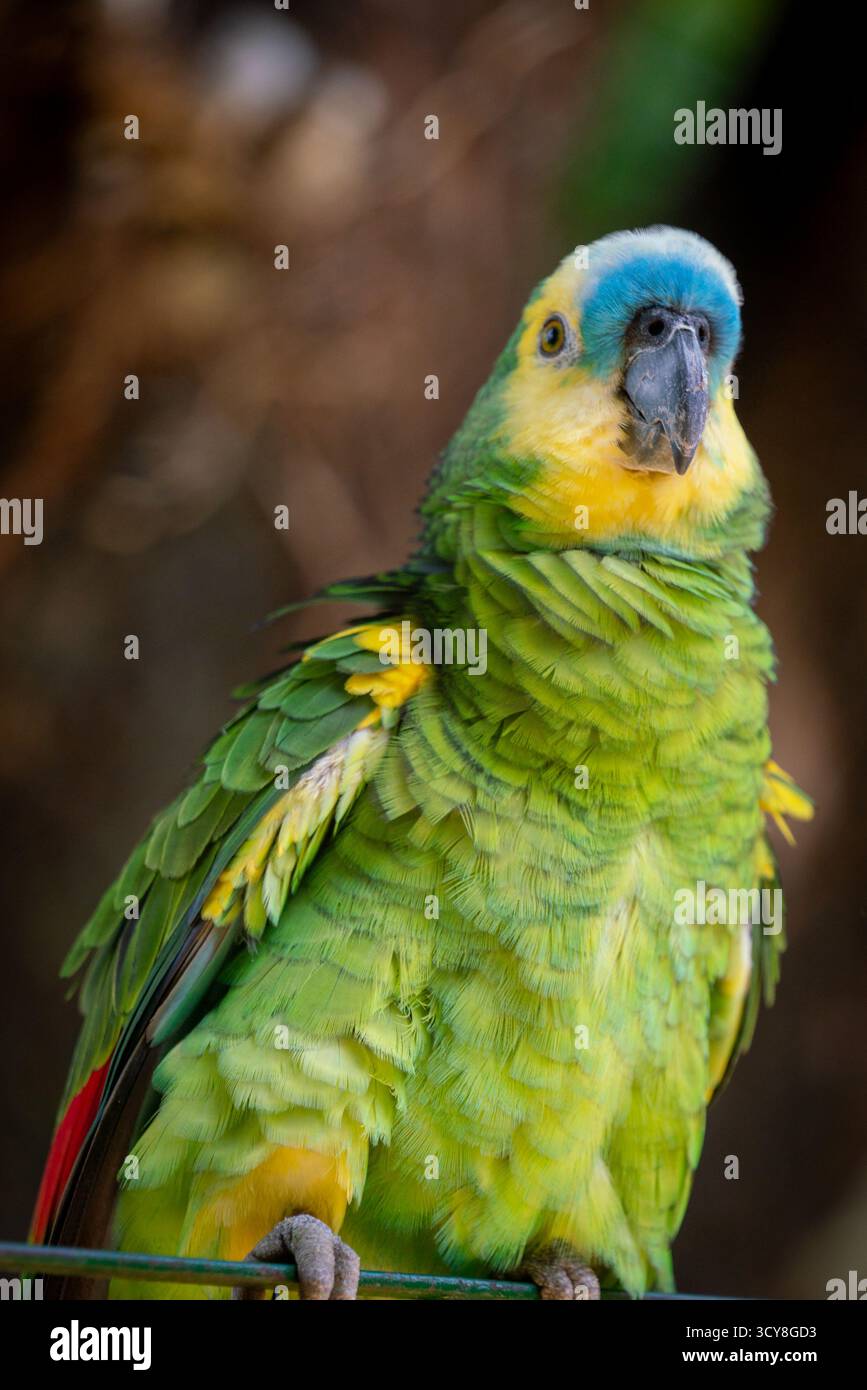 Loro paraguayo hi-res stock photography and images - Alamy