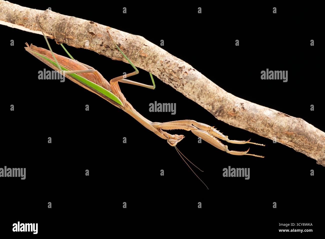 Praying Mantis (Tenodera aridifolia sinensis) on a black background ...