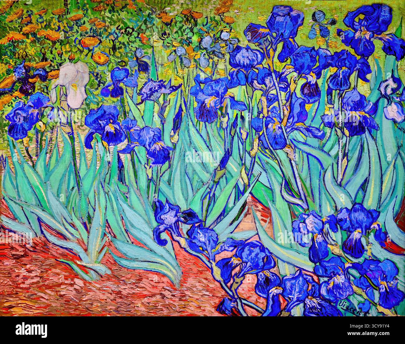 Wall irises Stock Vector Images - Alamy