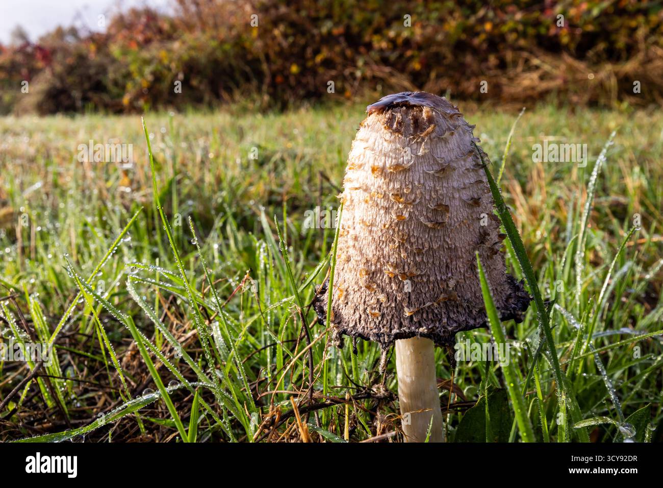 Dewy mushroom hi-res stock photography and images - Alamy