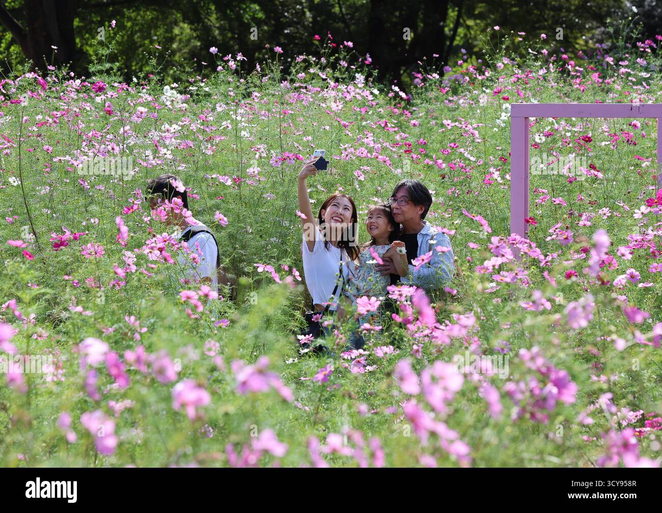 Visitors enjoy viewing cosmos flowers in ful bloom at the Showa Kinen ...