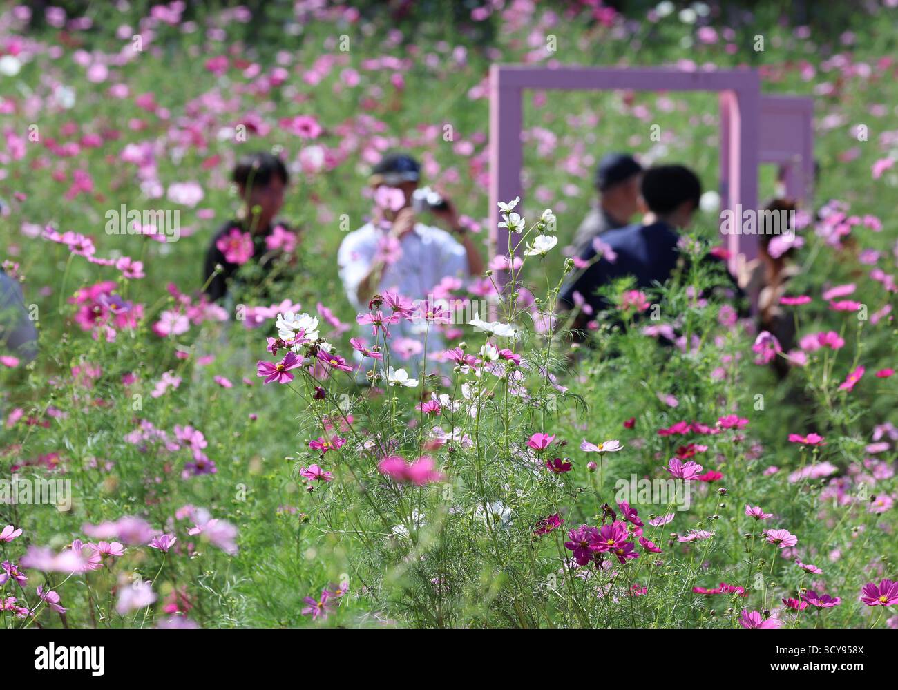 Visitors enjoy viewing cosmos flowers in ful bloom at the Showa Kinen ...