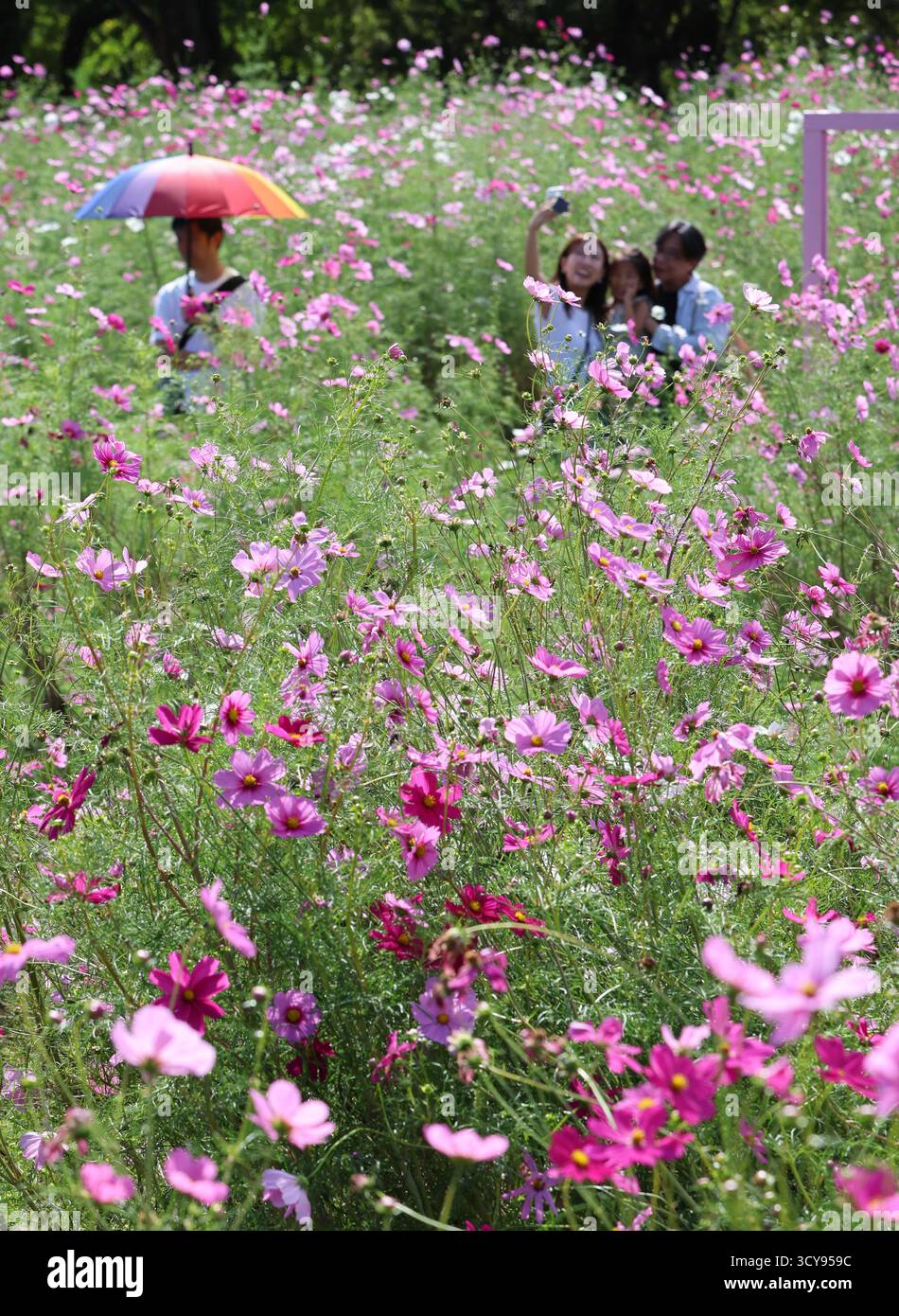 Visitors enjoy viewing cosmos flowers in ful bloom at the Showa Kinen ...