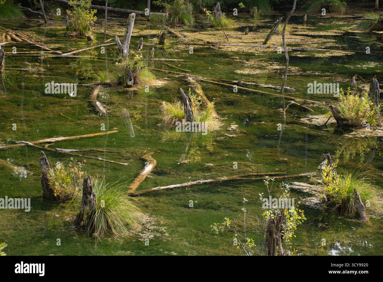 Stagnant wetland water tree hi-res stock photography and images - Alamy