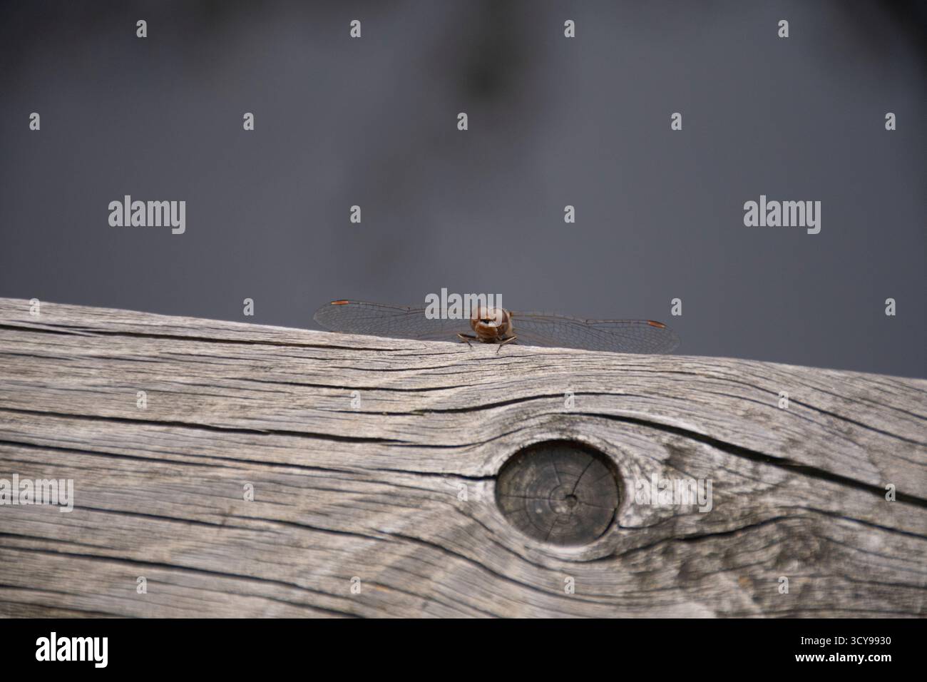 Dragonfly resting on a weathered wooden railing at Tata Fényes Spring ...