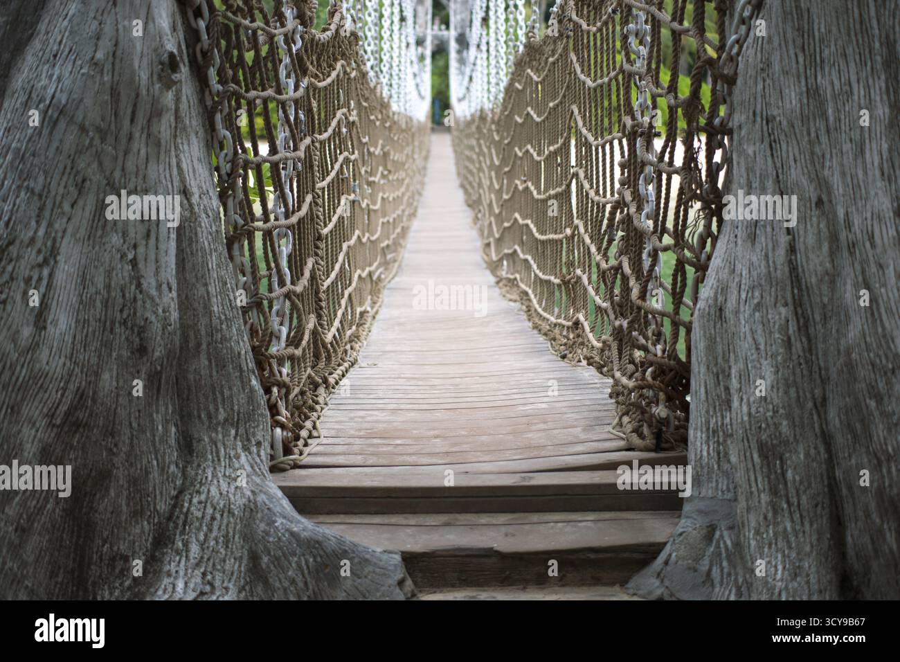 Straight wooden path on hanged rope bridge with two tree trunks in ...