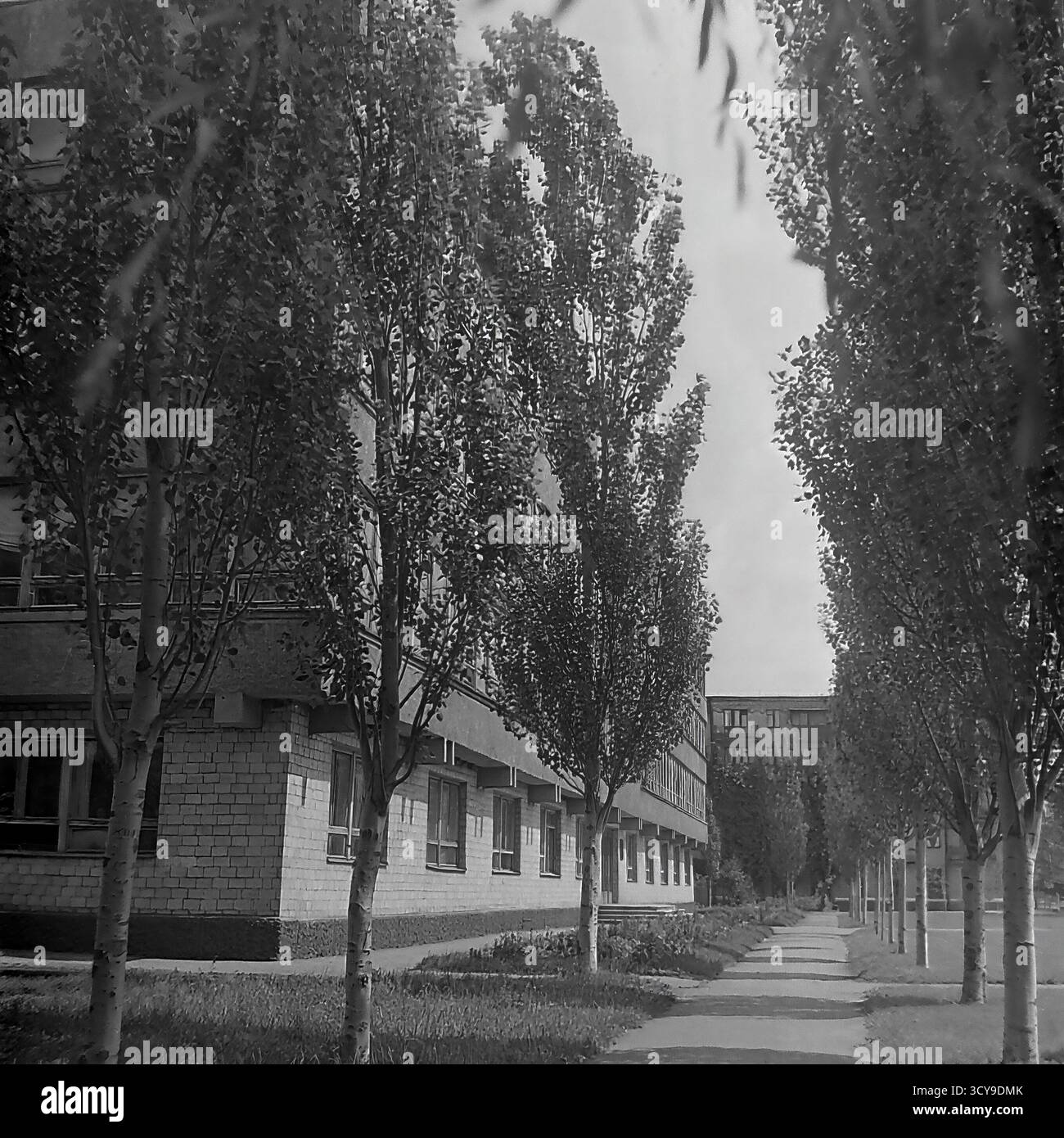 A quiet archival photo from the 1960s shows Pushkin Boulevard in ...
