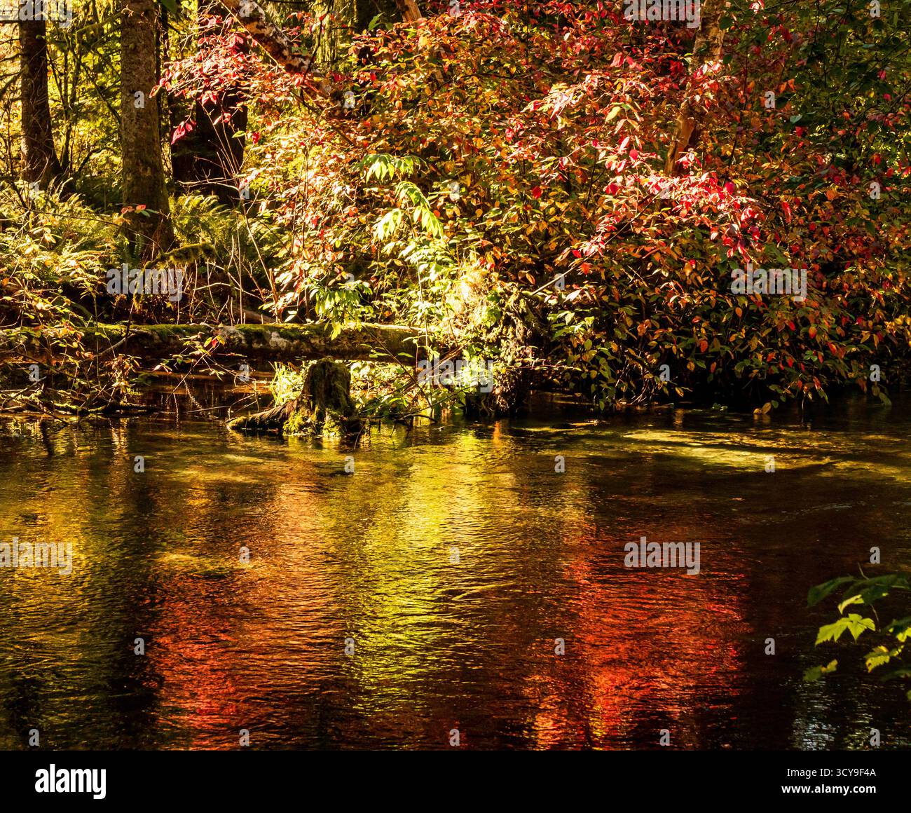 Red green reflection in hi-res stock photography and images - Alamy