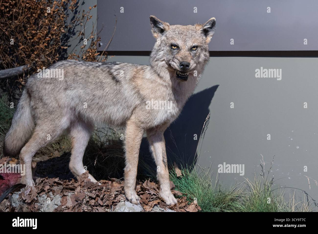 Oradea, Romania - September 27, 2025: Stuffed angry wolf at Cris ...