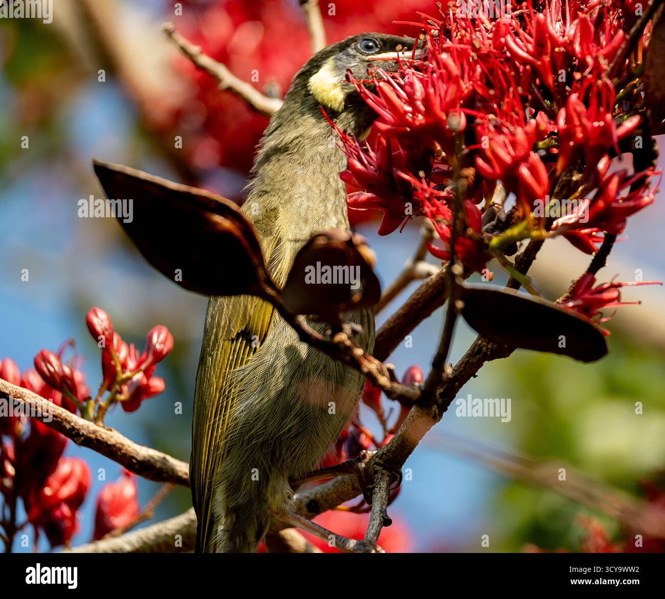 Australian Lewin's Honeyeater, meliphaga lewinii, stretching up to ...
