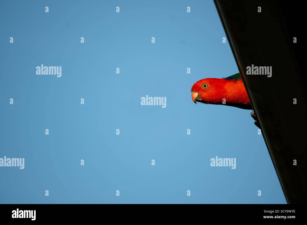 Mature Austalian male King Parrot, alisterus scapularis, watching from ...