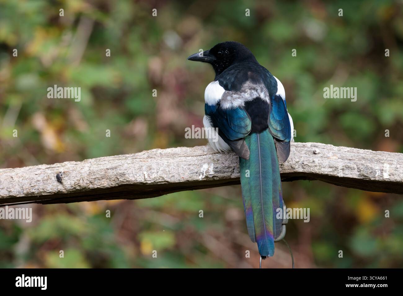 Iridescent sheen on tail hi-res stock photography and images - Alamy