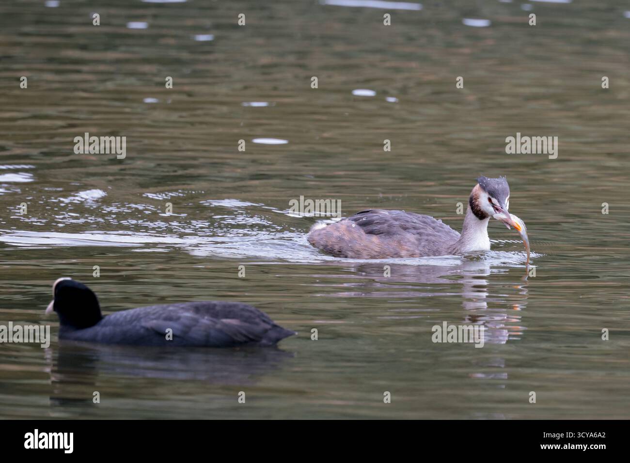 Landscape format g c grebe with perch fish hi-res stock photography and ...