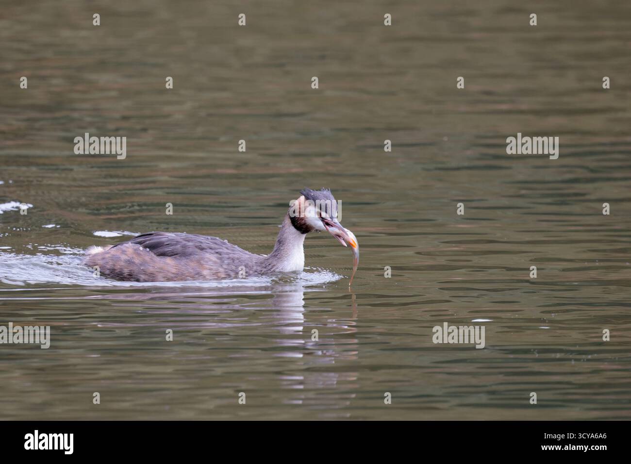 Landscape format g c grebe with perch fish hi-res stock photography and ...